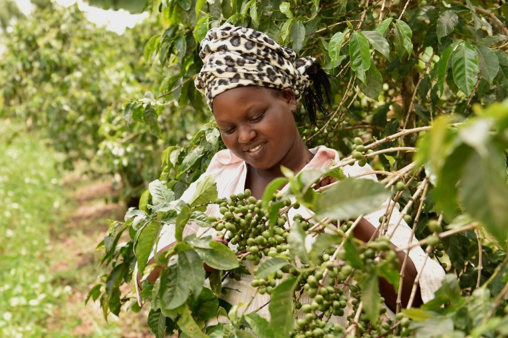 Let’s Get Ireland To 1st Place In ‘World Fairtrade Challenge ...